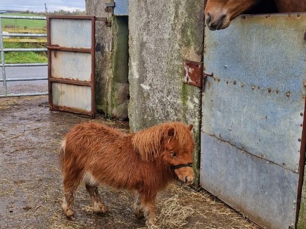 Minature Pony for sale in Roscommon for €450 on DoneDeal