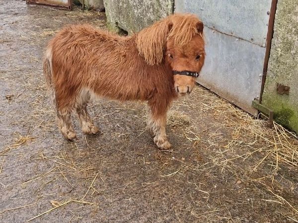 Minature Pony for sale in Roscommon for €450 on DoneDeal