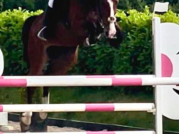 Competitive Pony for sale in Tipperary for €0 on DoneDeal