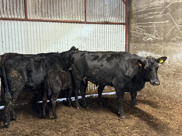 Angus first calving outfits for sale in Derry for £3,200 on DoneDeal