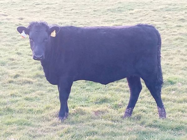 Pbr kerry bull and heifer for sale in Galway for €1,200 on DoneDeal