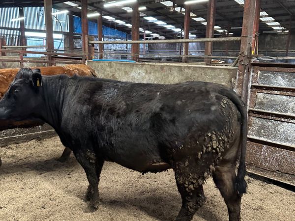 Springing lim heifers for sale in Derry for £0 on DoneDeal
