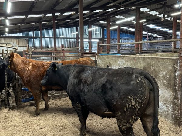 Springing lim heifers for sale in Derry for £0 on DoneDeal