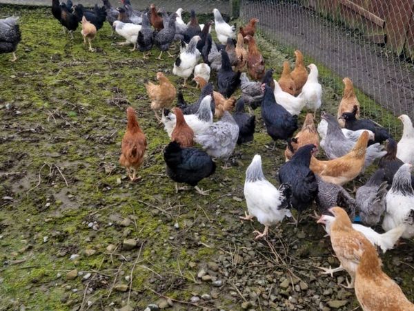 Laying Hens for sale in Mayo for €25 on DoneDeal