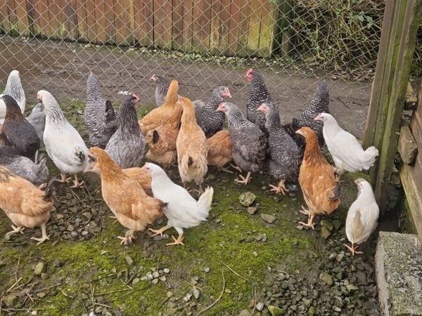 Laying Hens for sale in Mayo for €25 on DoneDeal