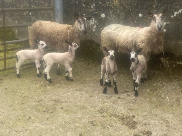Purebred Blueface leisters for sale in Wicklow for €123 on DoneDeal