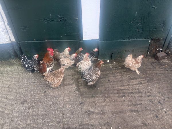 Small Booted Bamten Hens And Cock For Sale In Limerick For €300 On Donedeal