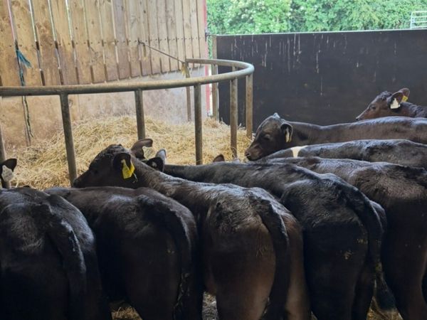 20 super Angus bull runners 3-4 months old for sale in Meath for €625 ...