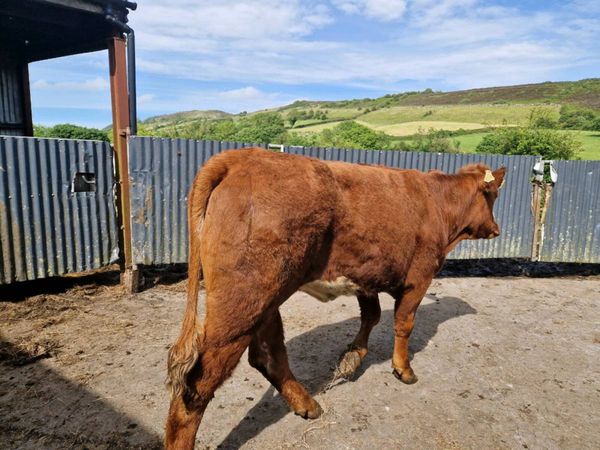 Breeding Heifer 5 star genotype for sale in Mayo for €12,345 on DoneDeal