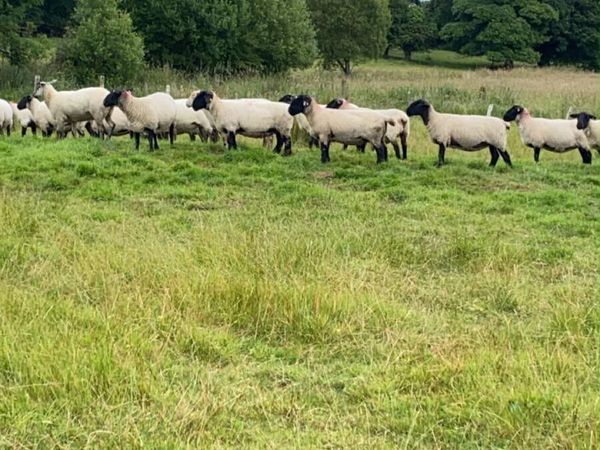 Breeding ewes for sale in Sligo for €123 on DoneDeal