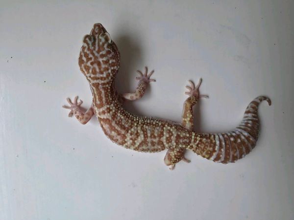 Leopard geckos for sale in Kildare for €130 on DoneDeal