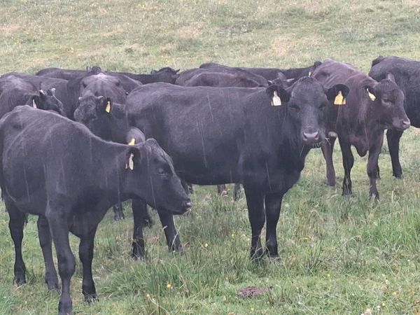 14 STORE HEIFERS FOR SALE for sale in Carlow for €1,000 on DoneDeal