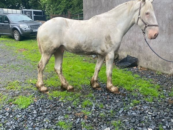 16.1 Cob Gelding for sale in Monaghan for €4,000 on DoneDeal