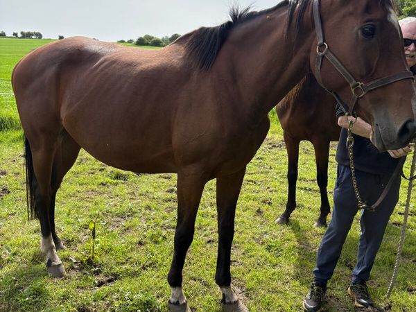 9 yr old mare by Ocovango ex westerner mare for sale in Kerry for €950 ...