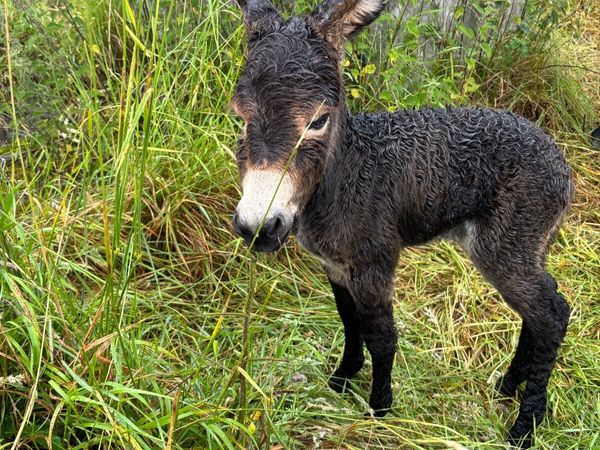 Donkey for sale in Cavan for €650 on DoneDeal
