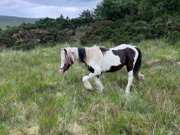 Cobs for sale in Donegal for €2,000 on DoneDeal