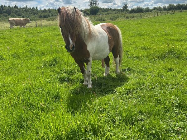 Shetland ponies for sale in Tipperary for €500 on DoneDeal
