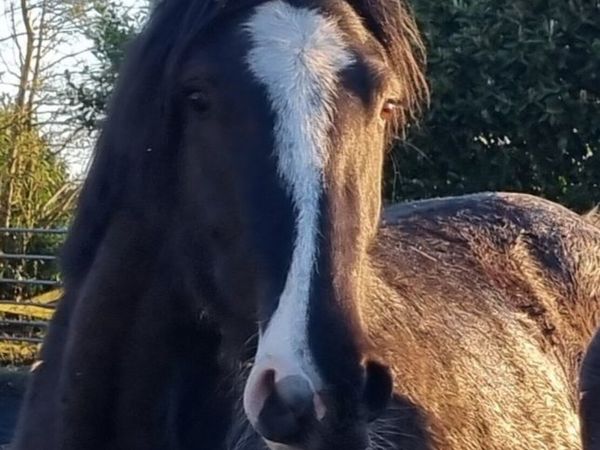 Beautiful Black Mare for sale in Cork for €3,500 on DoneDeal
