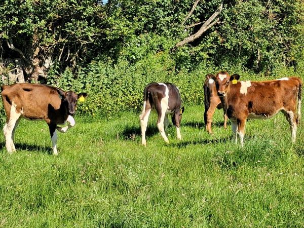 5 Friesenx reared Heifer Calves for sale in Carlow for €350 on DoneDeal
