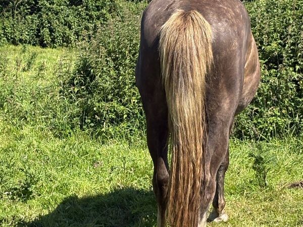 Full Irish Draught and draught cross for sale in Kerry for €1,650 on ...