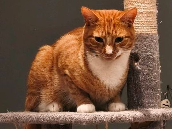 Cuddly Ginger cat for sale in Cork for €50 on DoneDeal