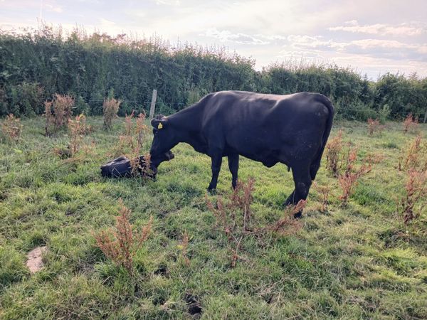 cow and calf for sale in Galway for €1,234 on DoneDeal