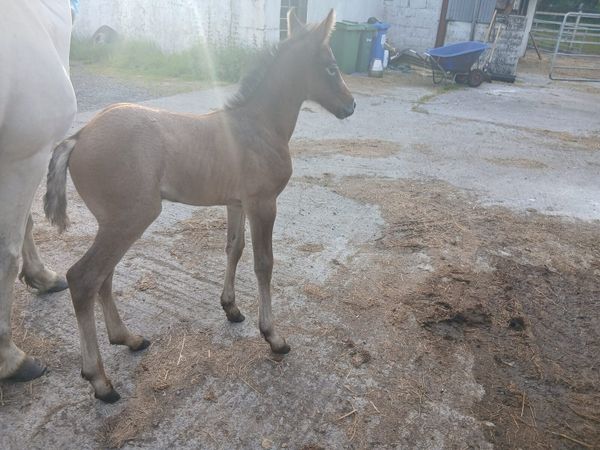 Connemara stallion at stud for sale in Sligo for €1,234 on DoneDeal