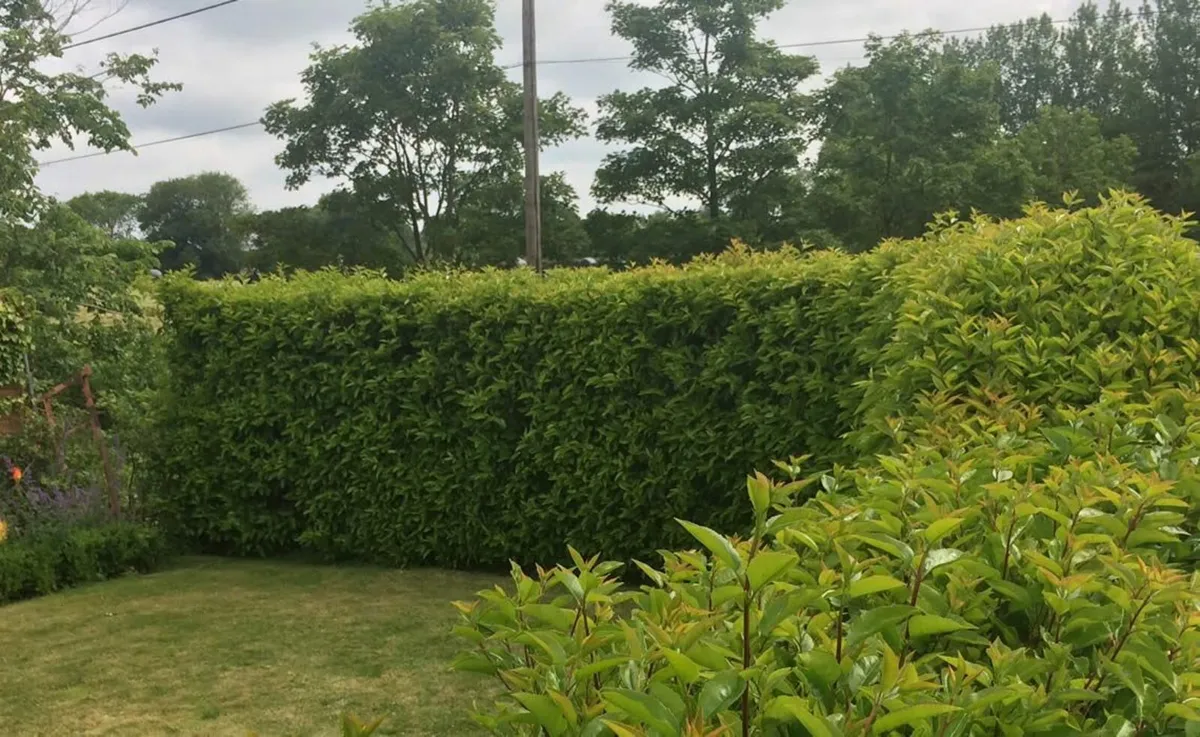 Viburnum Tinus 50-60cm 3litre pot 5 euro for sale in Co. Cavan for €5 ...