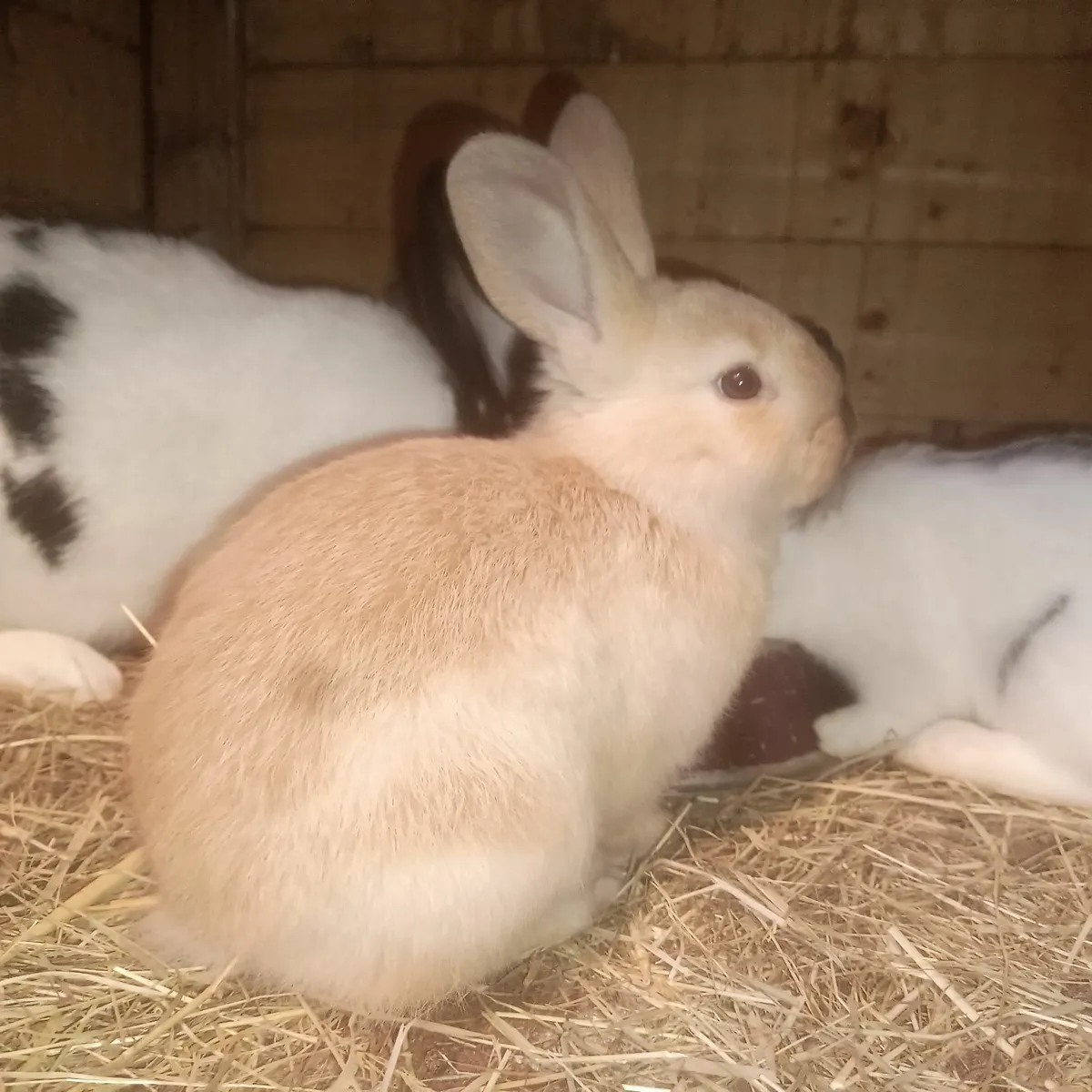 Pure bred New Zealand rabbits Update 15/01/2026 for sale in Co. Carlow ...