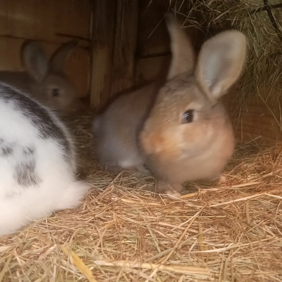 Pure bred New Zealand rabbits Update 15/01/2026 for sale in Co. Carlow ...