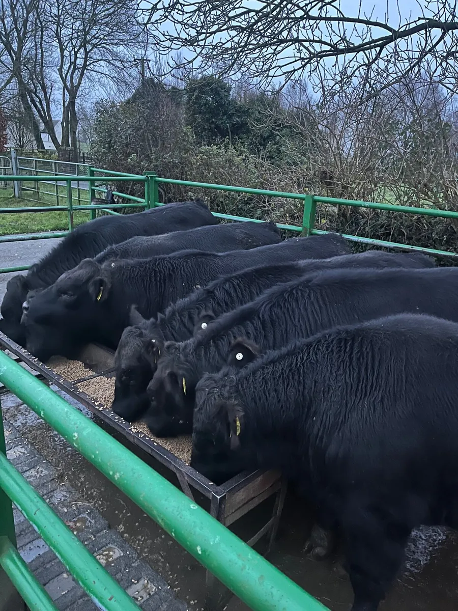 Pedigree Aberdeen Angus HEIFERS IN CALF & MAIDEN for sale in Co. Meath ...