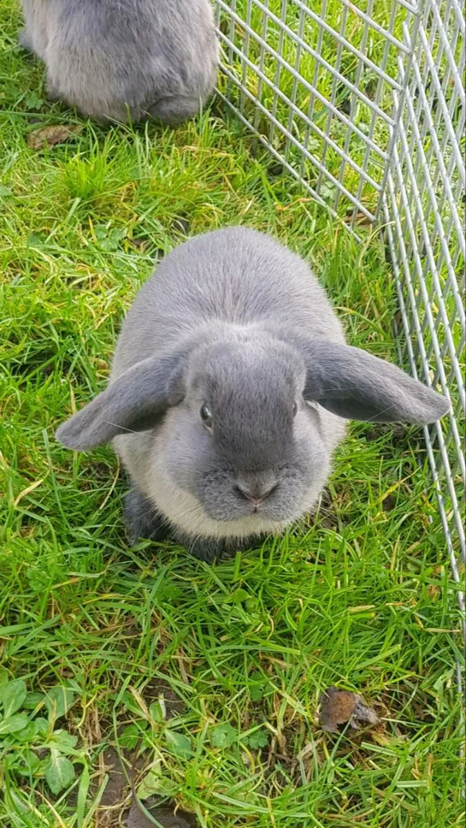 ⭐Last one!!!⭐Purebred Mini lop Bunnies/rabbits for sale in Co. Clare ...
