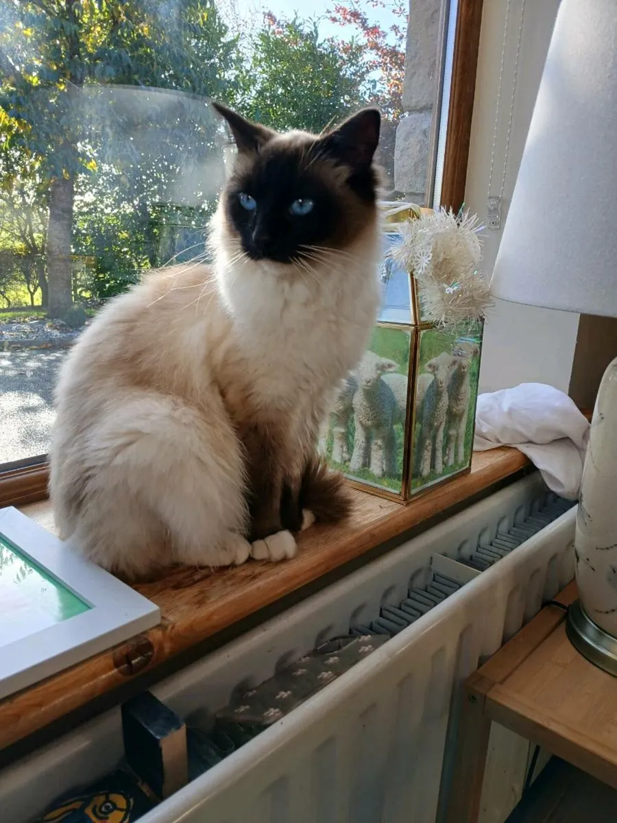 2 Beautiful white ragdoll cross kittens for sale in Co. Monaghan for € ...