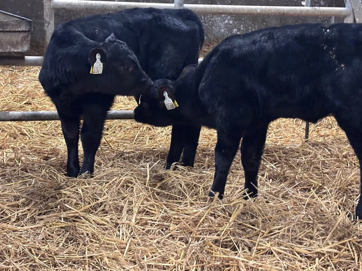 2 Aberdeen Angus calves for sale @€395 for sale in Co. Longford for € ...