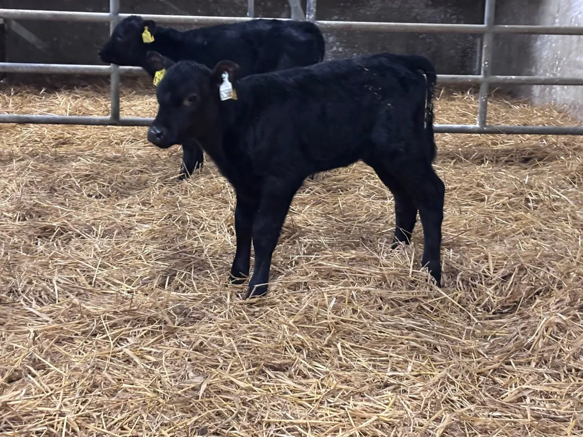 2 Aberdeen Angus calves for sale @€395 for sale in Co. Longford for € ...