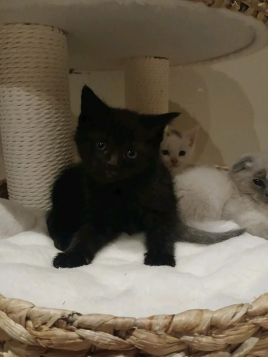 2 Beautiful white ragdoll cross kitten 1 left for sale in Co. Monaghan ...