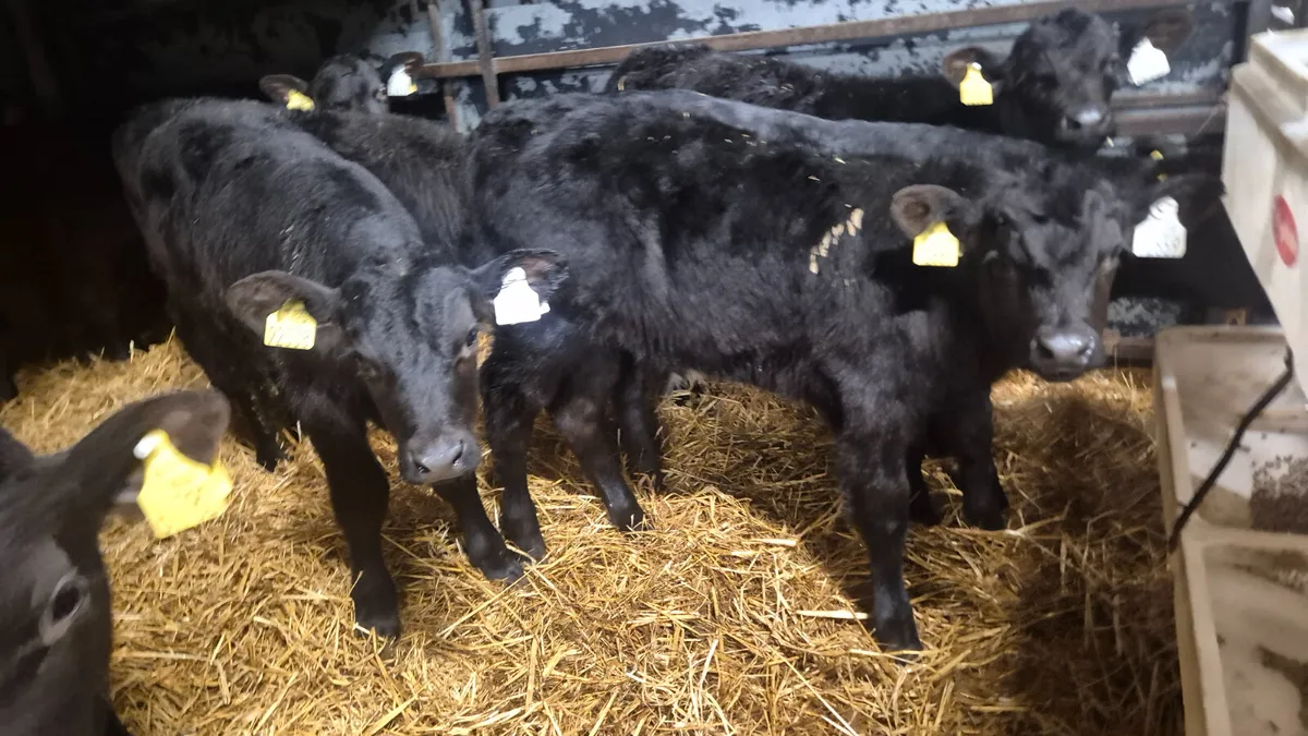 10 Aberdeen Angus bull calves for sale for sale in Co. Wicklow for €0 ...