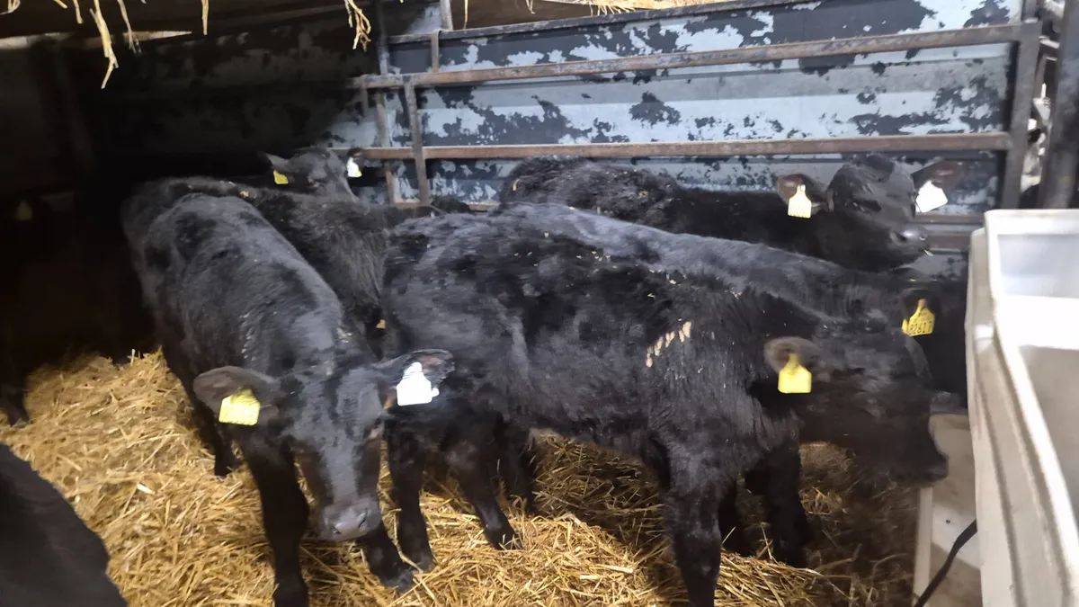 10 Aberdeen Angus bull calves for sale for sale in Co. Wicklow for €0 ...