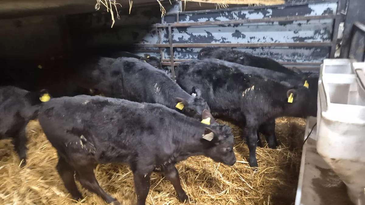 10 Aberdeen Angus bull calves for sale for sale in Co. Wicklow for €0 ...