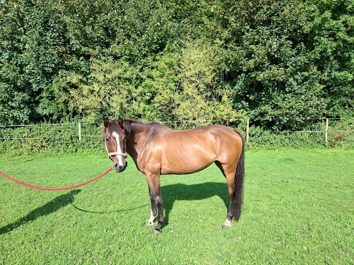 Brood Mare for sale in Co. Laois for €800 on DoneDeal