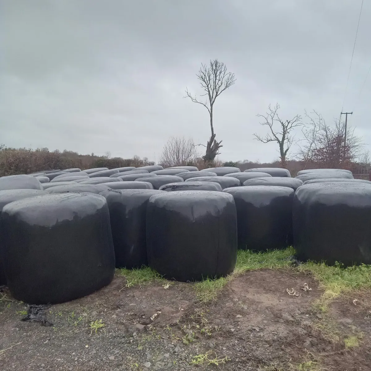 Round Bales Haylage for sale in Co. Fermanagh for £25 on DoneDeal