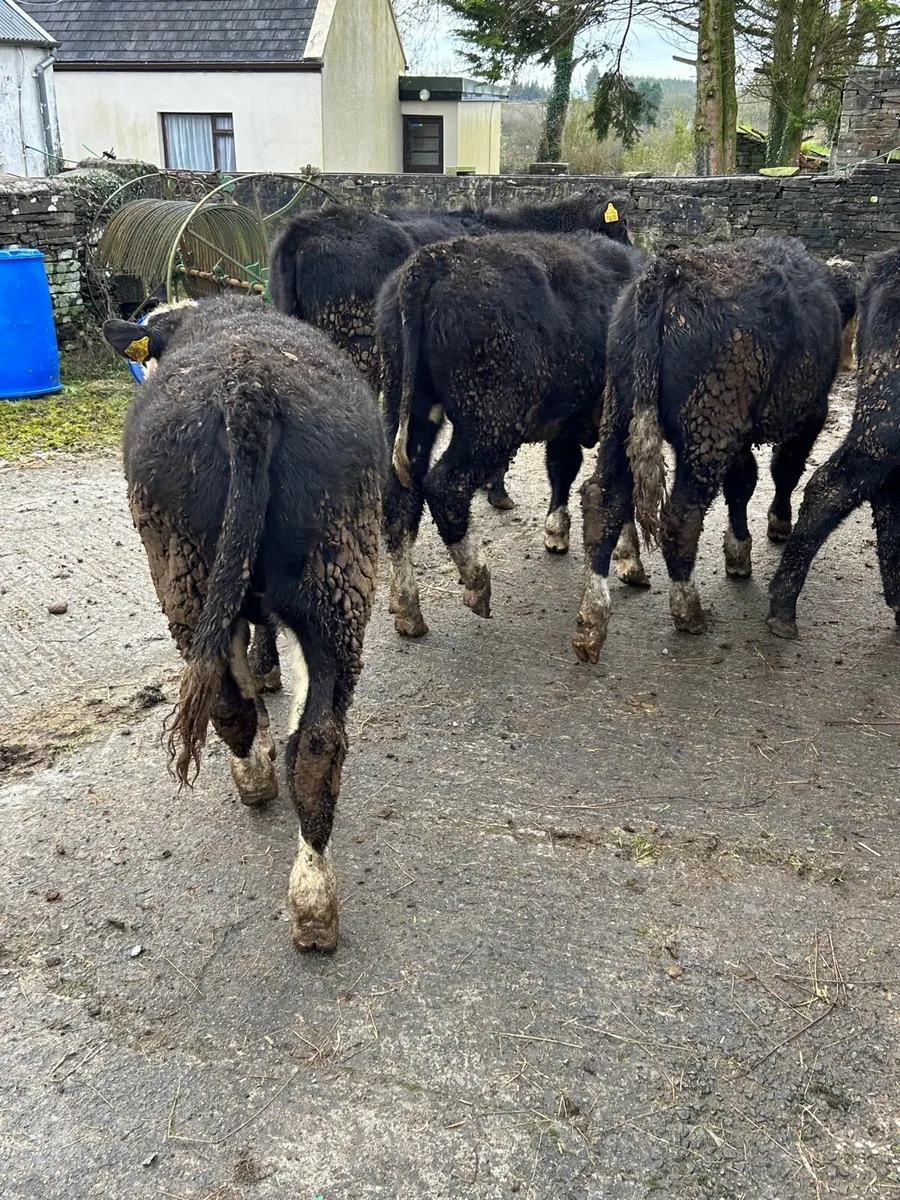 6 Quality AA/HE bullocks 250kg No Moves for sale in Co. Clare for € ...