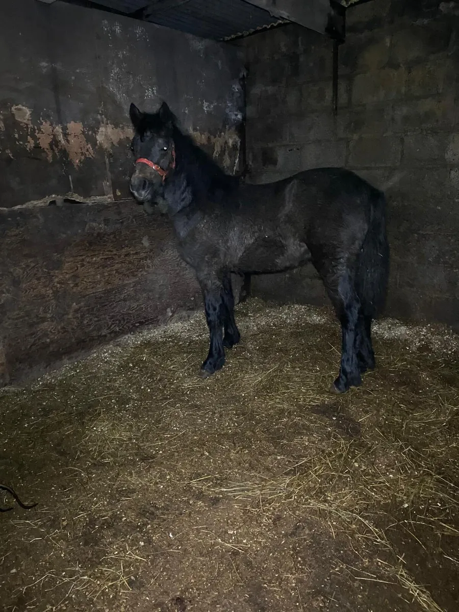 Connemara colt foal for sale in Co. Limerick for €1,500 on DoneDeal