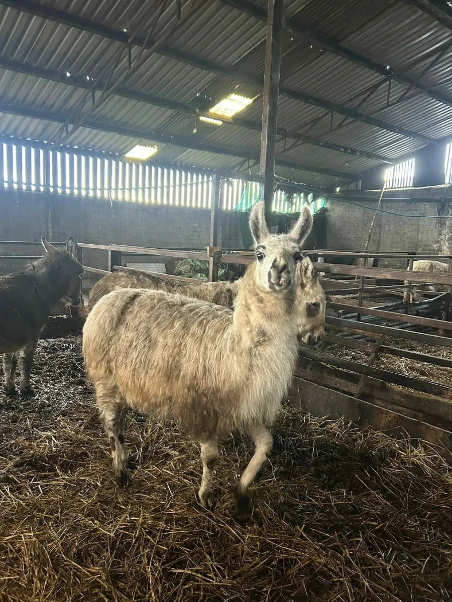 Llama for sale in Co. Tyrone for £150 on DoneDeal