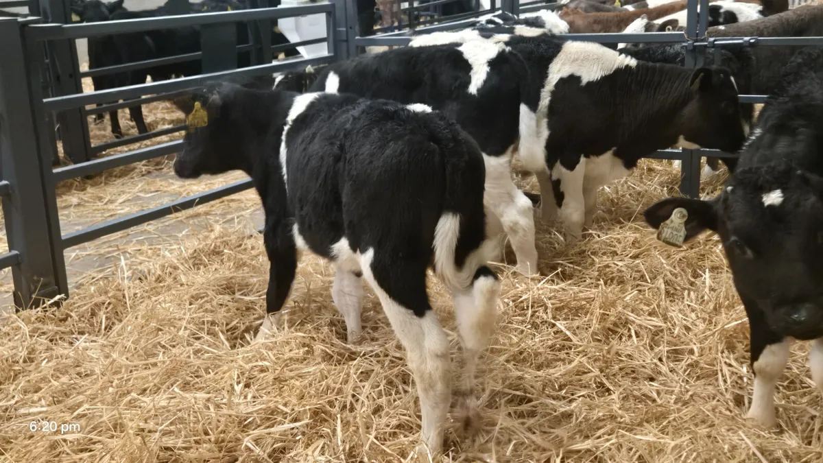 5 Super British Friesian bull calves for sale for sale in Co. Wicklow ...