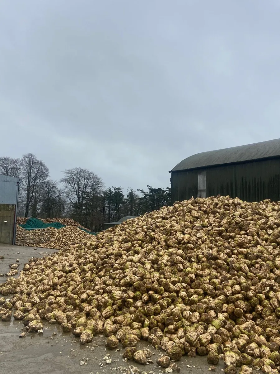 Sugar and fodder beet for sale in Co. Wicklow for €50 on DoneDeal