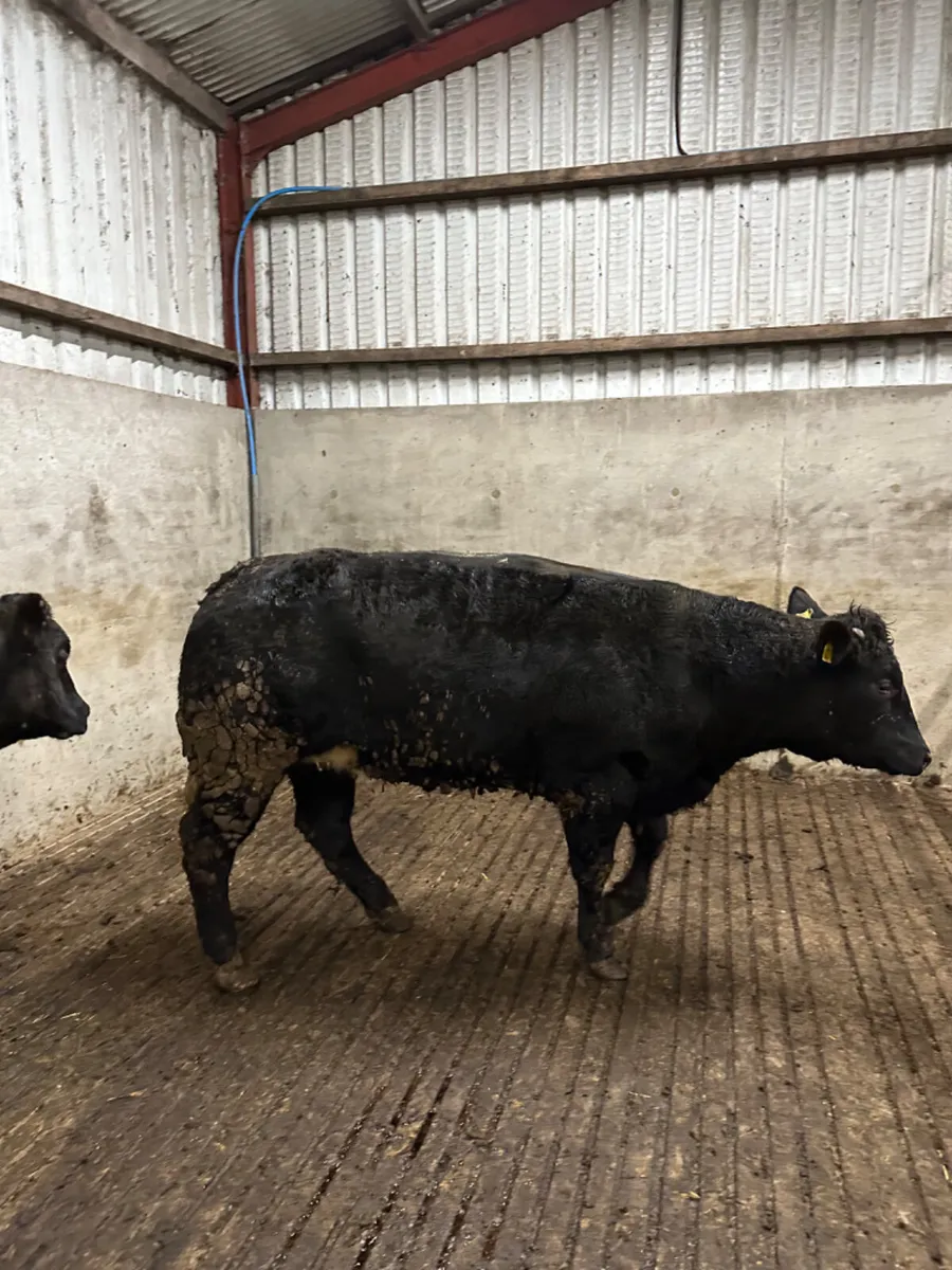 Bulling heifers for sale in Co. Derry for £0 on DoneDeal