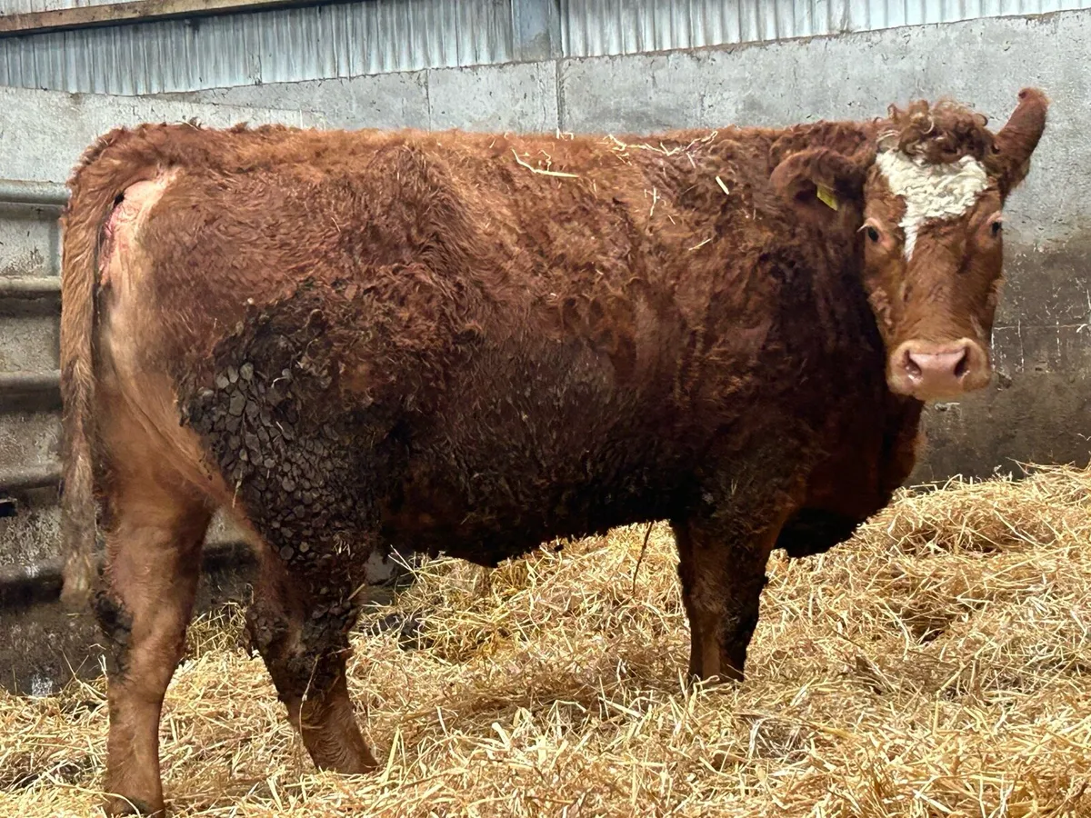 5 star ⭐⭐️⭐️⭐️⭐️ incalf limousine cow for sale in Co. Galway for €0 on ...