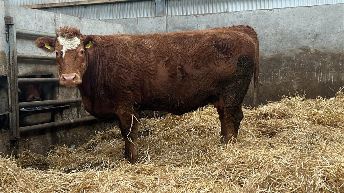 5 star ⭐⭐️⭐️⭐️⭐️ incalf limousine cow for sale in Co. Galway for €0 on ...