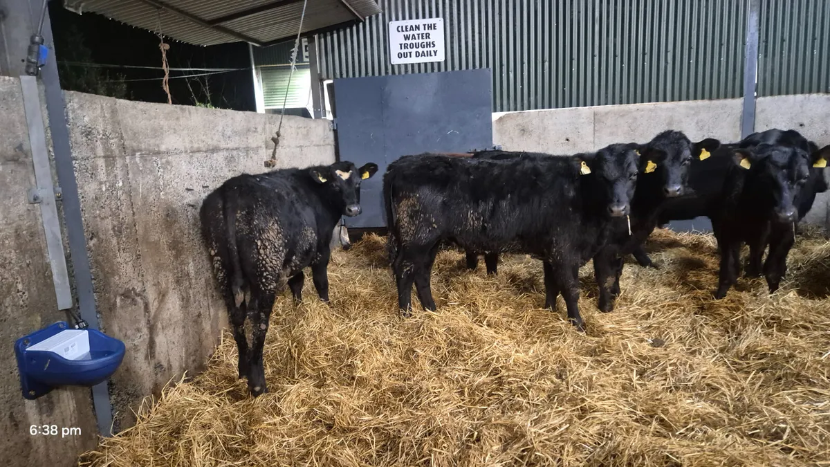 50 Aberdeen Angus Bullocks 2025 born for sale in Co. Wicklow for €0 on ...